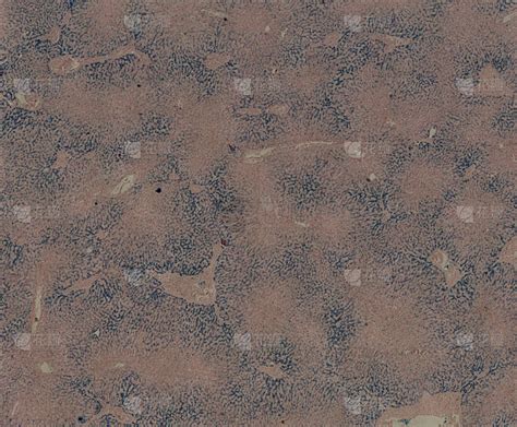 显微镜下的人类细胞