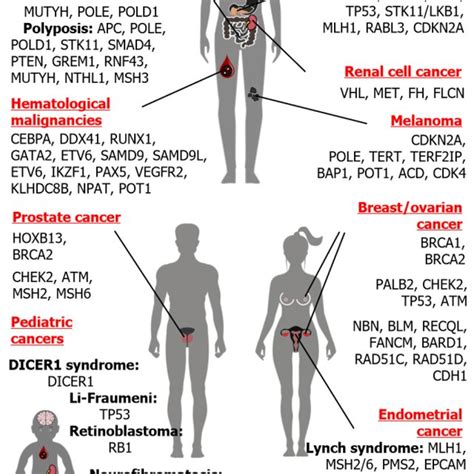 Main Hereditary Cancer Genes And Organs At Risk This Figure