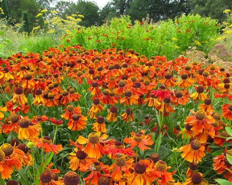 Heleniums Beautiful Gardens Natural Garden Gorgeous Gardens