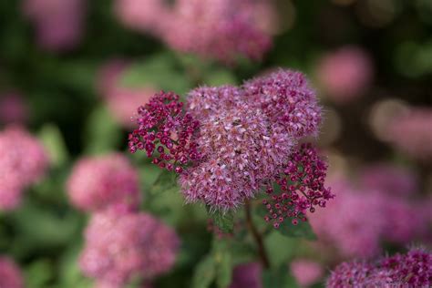 Spirea Pictures National Garden Bureau
