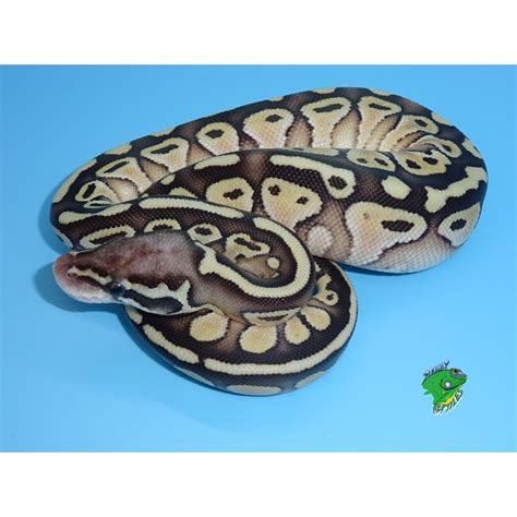 Cinnamon Butter Ball Python Hatchling Strictly Reptiles Inc