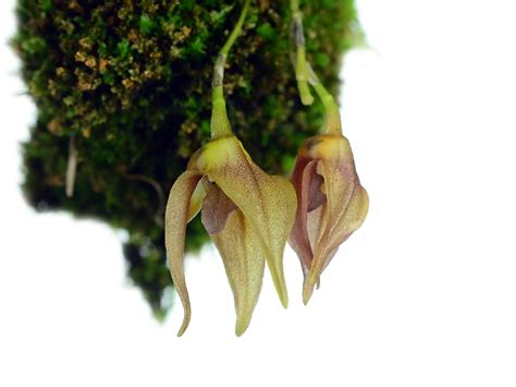 Masdevallia Berthae — Ecuagenera Orquídeas Del Ecuador