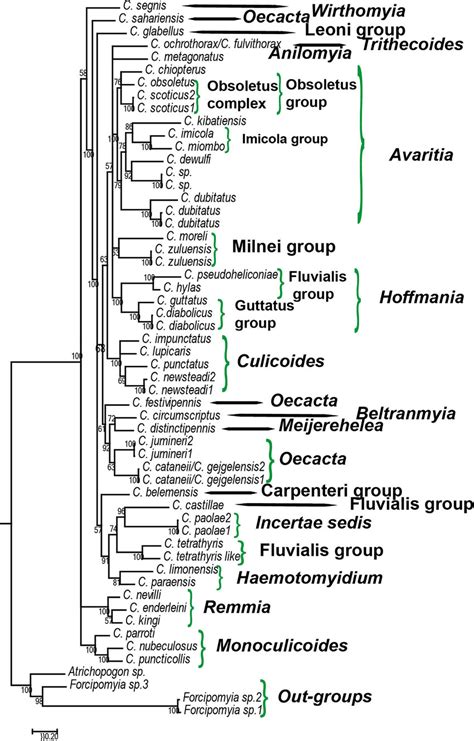 Bayesian Tree Resulting From The Phylogenetic Analysis Of The