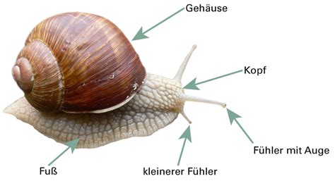 Weinbergschnecke Landesanstalt Für Umwelt Baden Württemberg
