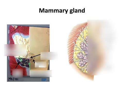Lab Notes Diagram Quizlet