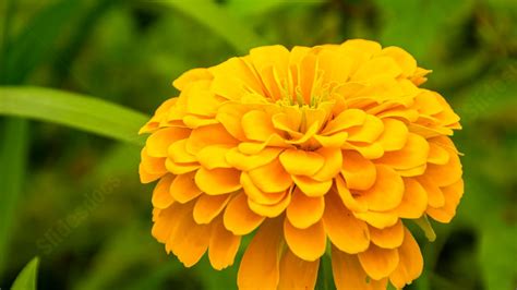 Grass Trees Cute Powerpoint Background For Free Download Slidesdocs