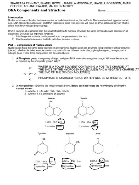 Dna Structure And Nucleotide Components Pdf Science And Mathematics