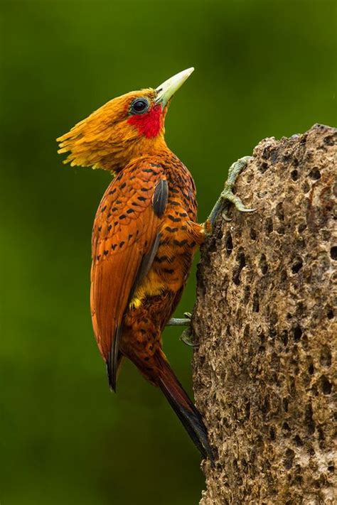 63 Best Woodpecker Bird Woodpeckers Blonde Crested Yellow Black