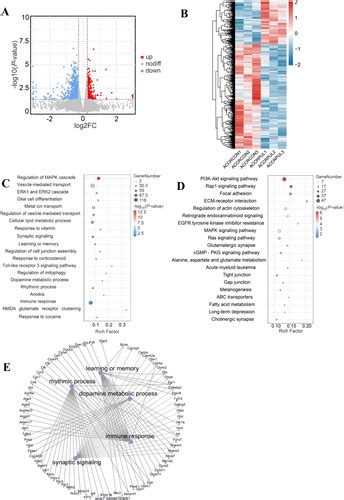 Combined Transcriptomic And Proteomic Profiling Of The Mouse Anterior