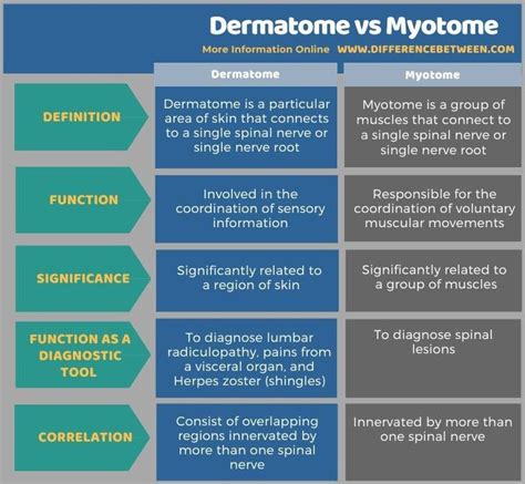 Myotomes Vs Dermatomes The Best Porn Website