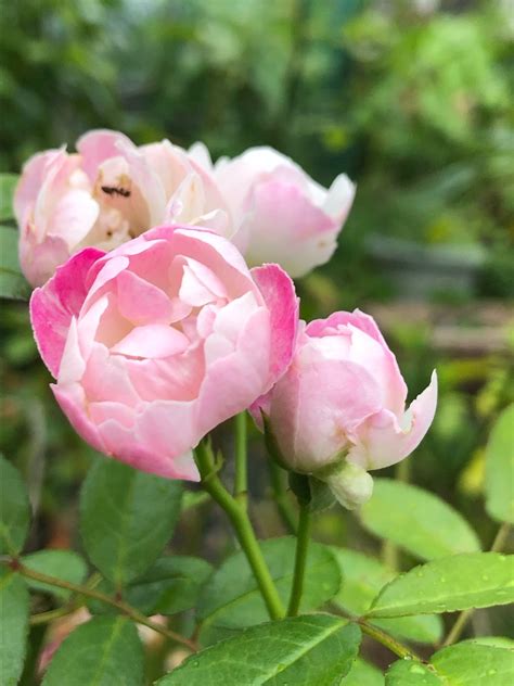彼と結婚してよかったこと。 しんじゅ☆♪のブログ