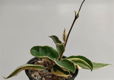хоя карноза вариегата hoya carnosa variegated krimson queen krimson ...