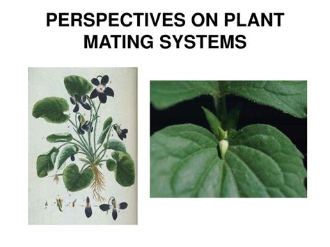 Ppt Characterization Of Mating Systems Powerpoint Presentation Free