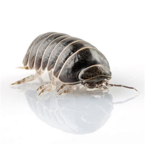 Pill Or Sow Bug Stock Image Image Of Isopod Rollie Sowbug 5861901