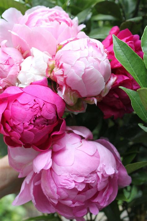 100 Peony Wallpapers