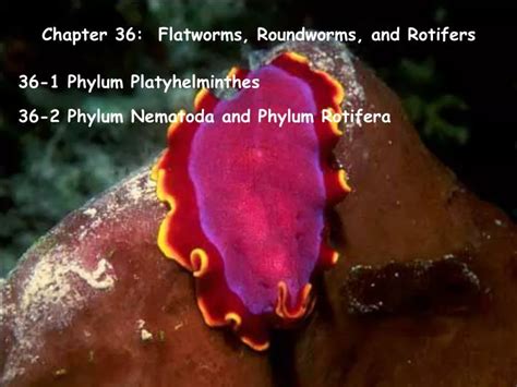 Ppt Chapter 36 Flatworms Roundworms And Rotifers Powerpoint