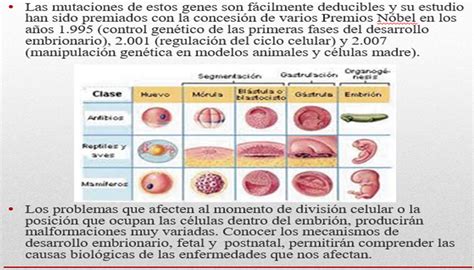 Biología Del Desarrollo Diferenciación Y Crecimiento Celular