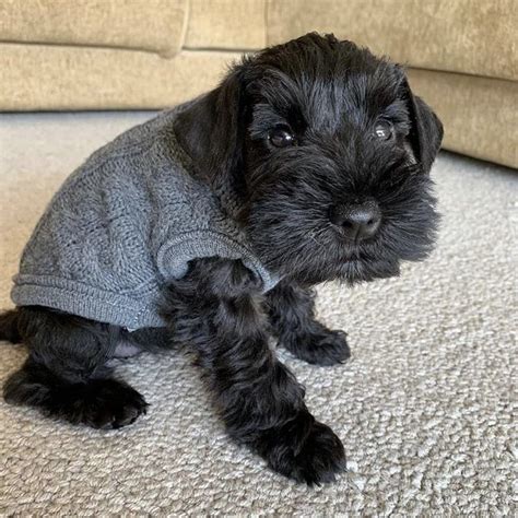 Black Mini Schnauzer Puppy