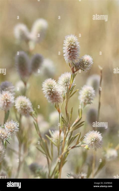 Trifolium Arvense Commonly Known As The Hares Foot Clover Rabbitfoot