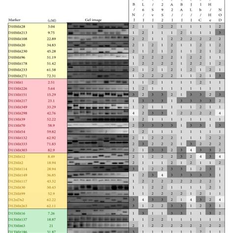 Pdf Validation Of Simple Sequence Length Polymorphism Regions Of