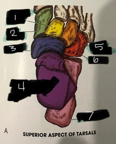 Lower Extremity Flashcards Quizlet