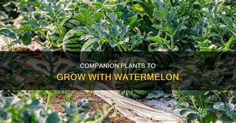 Companion Plants To Grow With Watermelon Shuncy