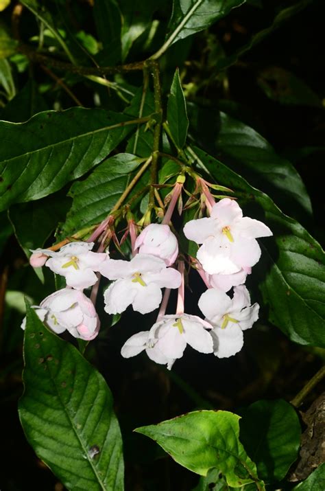 Luculia Pinceana Eflora Of India