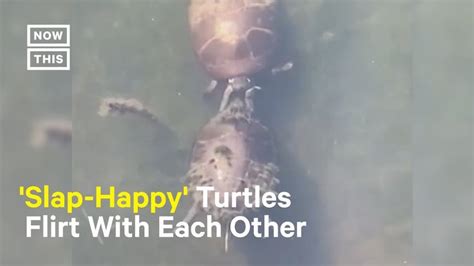 Turtles Go Viral for 'Slapping' Each Other | Happy turtle, Turtle, Cute animals