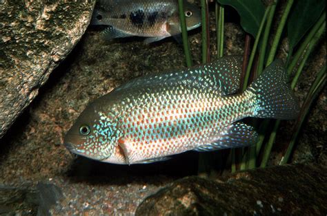 Theraps Microphthalmus • Fish Sheet