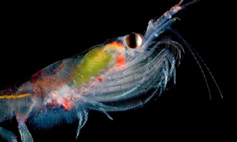 Krill Wwf Australia Krill Wwf Australia