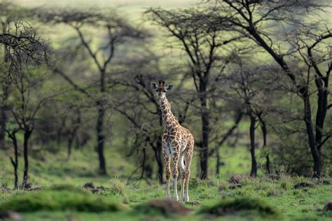 5 Creative Ways To Capture Striking Photos Of Wildlife Wild Eye Magazine