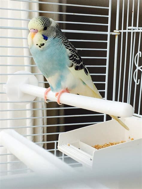 Parakeet Color Types Varieties And Types Parakeets Guide Omlet US