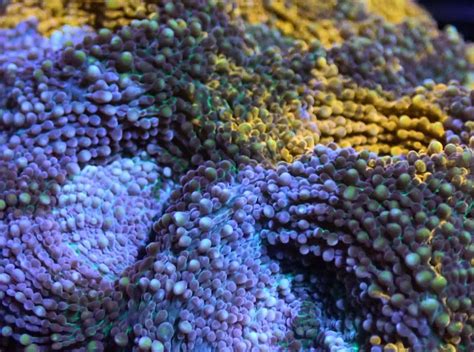 Teal Green And Orange Acan Cultured By Science