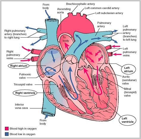 Structure Of The Cardiovascular System Graph Diagram