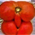 Tomato Sex Meme Generator Imgflip