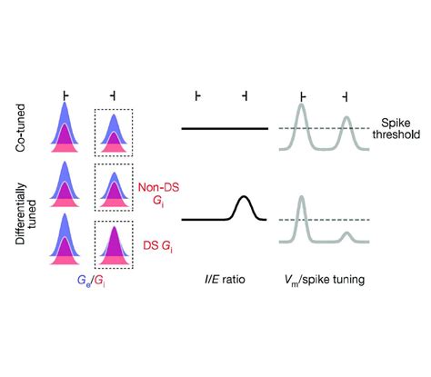Differential Tuning Of Excitation And Inhibition Shapes Direction Selectivity In Ferret Visual
