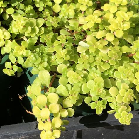 Sedum Makinoi Ogon Japanese Golden Sedum Yellow House Heritage