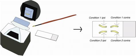 Frozen Section And Mount Slices On Slides Download Scientific Diagram