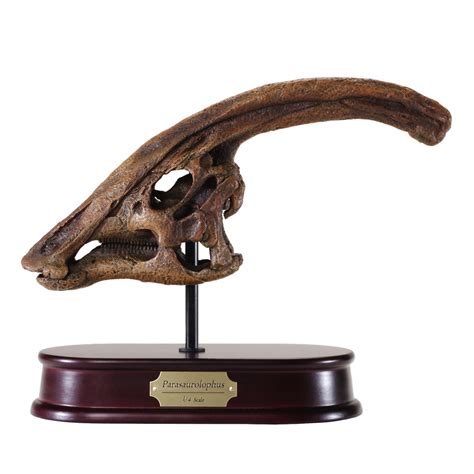 Parasaurolophus Skull Model Dinostoreus