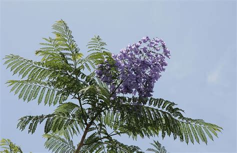 Jacarandá Jacaranda Mimosifolia Como Plantar