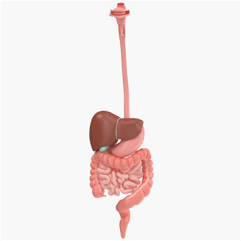 Digestive 3d Models Download Free3d