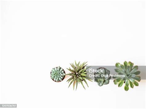 흰색 배경에 냄비에 다양한 작은 다육 식물 맨 위 보기 복사 공간 실내용 화초에 대한 스톡 사진 및 기타 이미지 실내용 화초 하이 앵글 0명 Istock