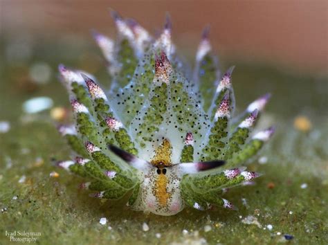 Weekly Underwater Hot Shot Week 49 By Iyad Suleyman Blog