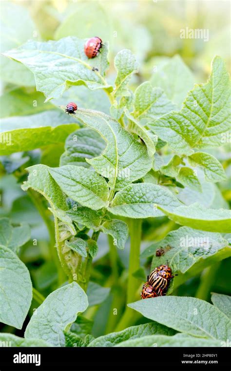 Red Beetles On Potato Plants