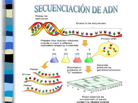 Pasos Y Método De Secuenciación De Sanger Sanger Sequencing Steps Pbff