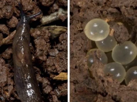 Bcg Disease Research 2023 Birchip Cropping Group