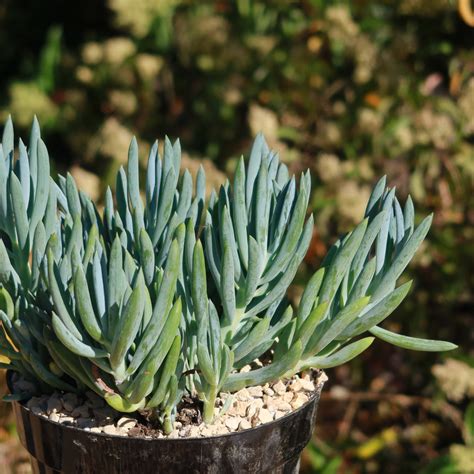 Shop Blue Chalk Sticks Senecio Mandraliscae Care And Info Planet