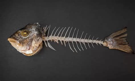 ¿qué Hago Si Me Atoro Con Una Espina De Pescado