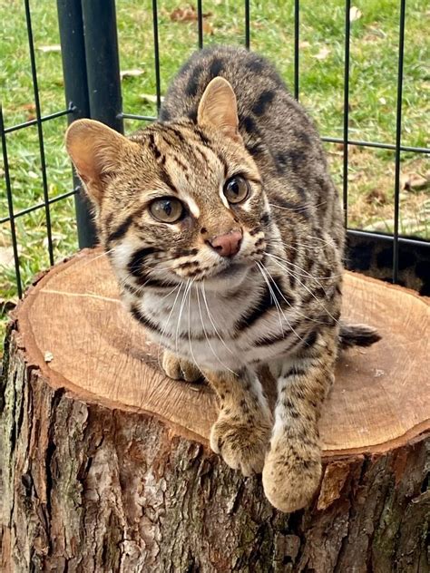 Asian Leopard Cat The International Bengal Cat Society