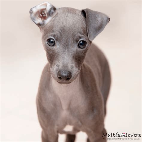 Galgo Toy O Miniel Piccolo Miniatura Más Pequeño